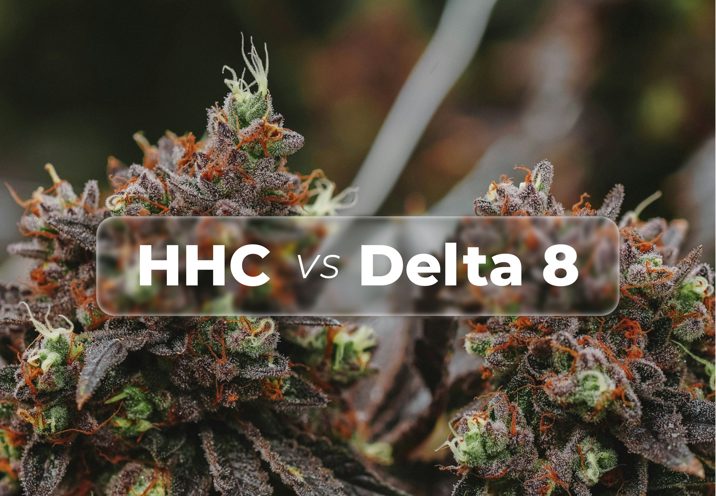 Local Tennessee Hemp, Renowned Quality, Dr. Recommended – Gold Spectrum