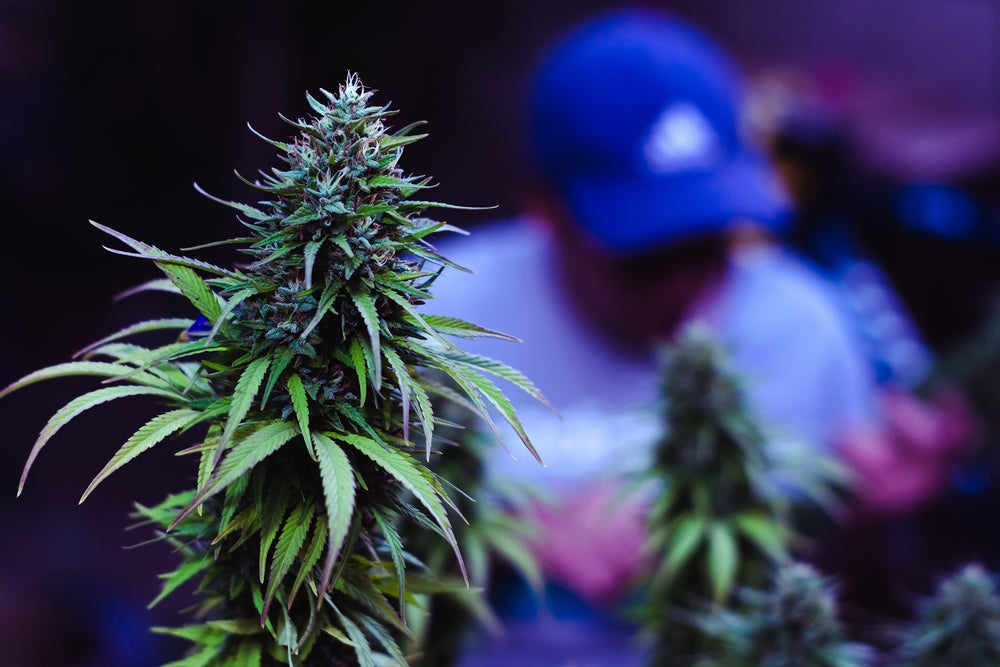 Local Tennessee Hemp, Renowned Quality, Dr. Recommended – Gold Spectrum