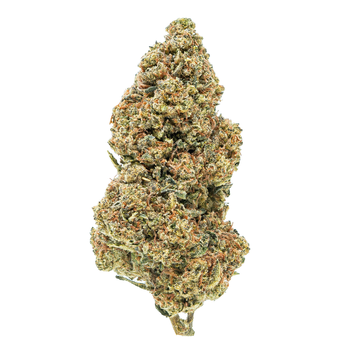 Amnesia Haze Top Quality THCa Flower | Gold Spectrum