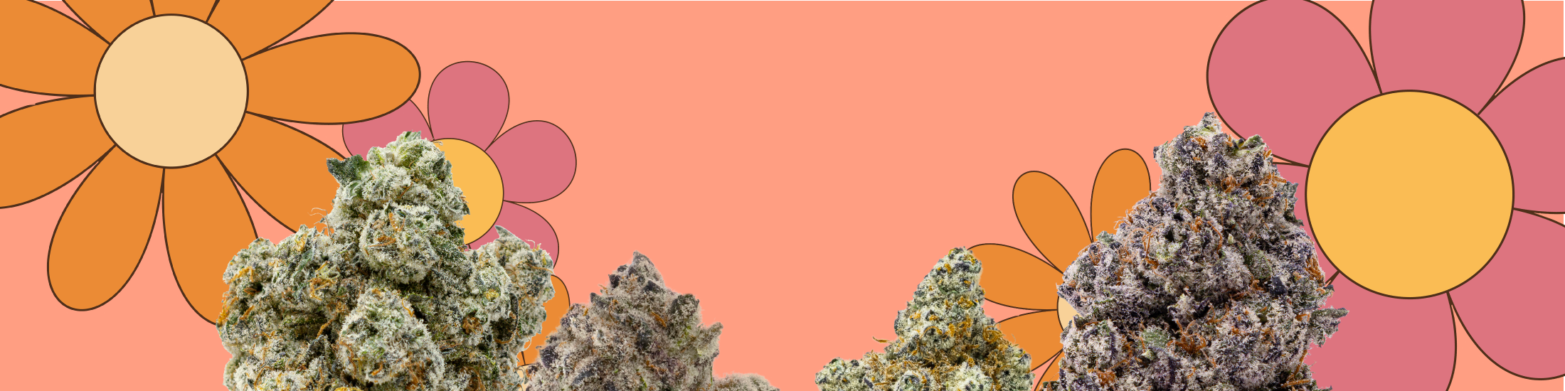 Gold Spectrum - The Gold Standard of THC