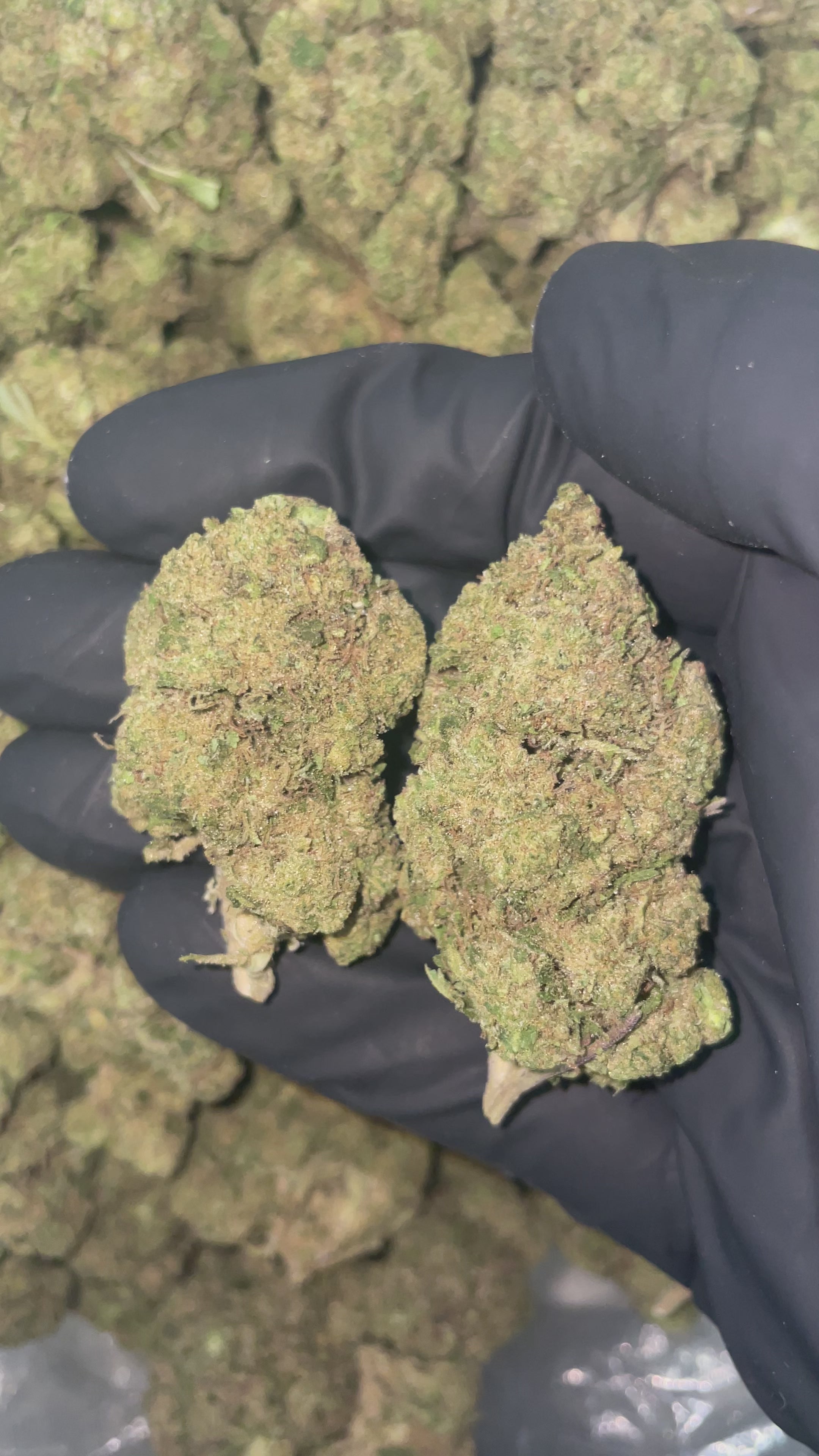 Premium THCA Flower Collection | Gold Spectrum CBD – Page 2